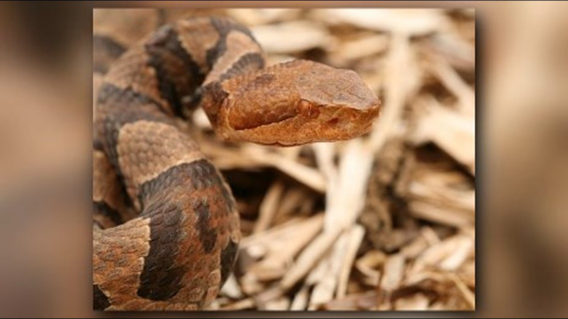 It's Copperhead Snake Season, Learn How You Can Be Aware And Stay Safe ...