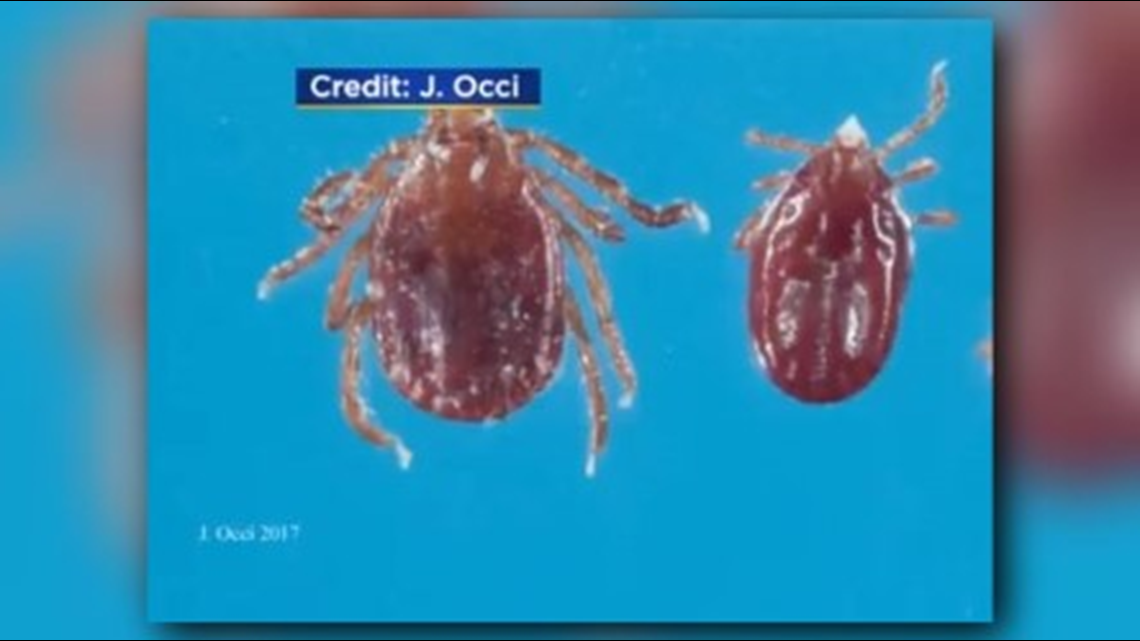 New Exotic Tick Species Discovered In NC | wfmynews2.com