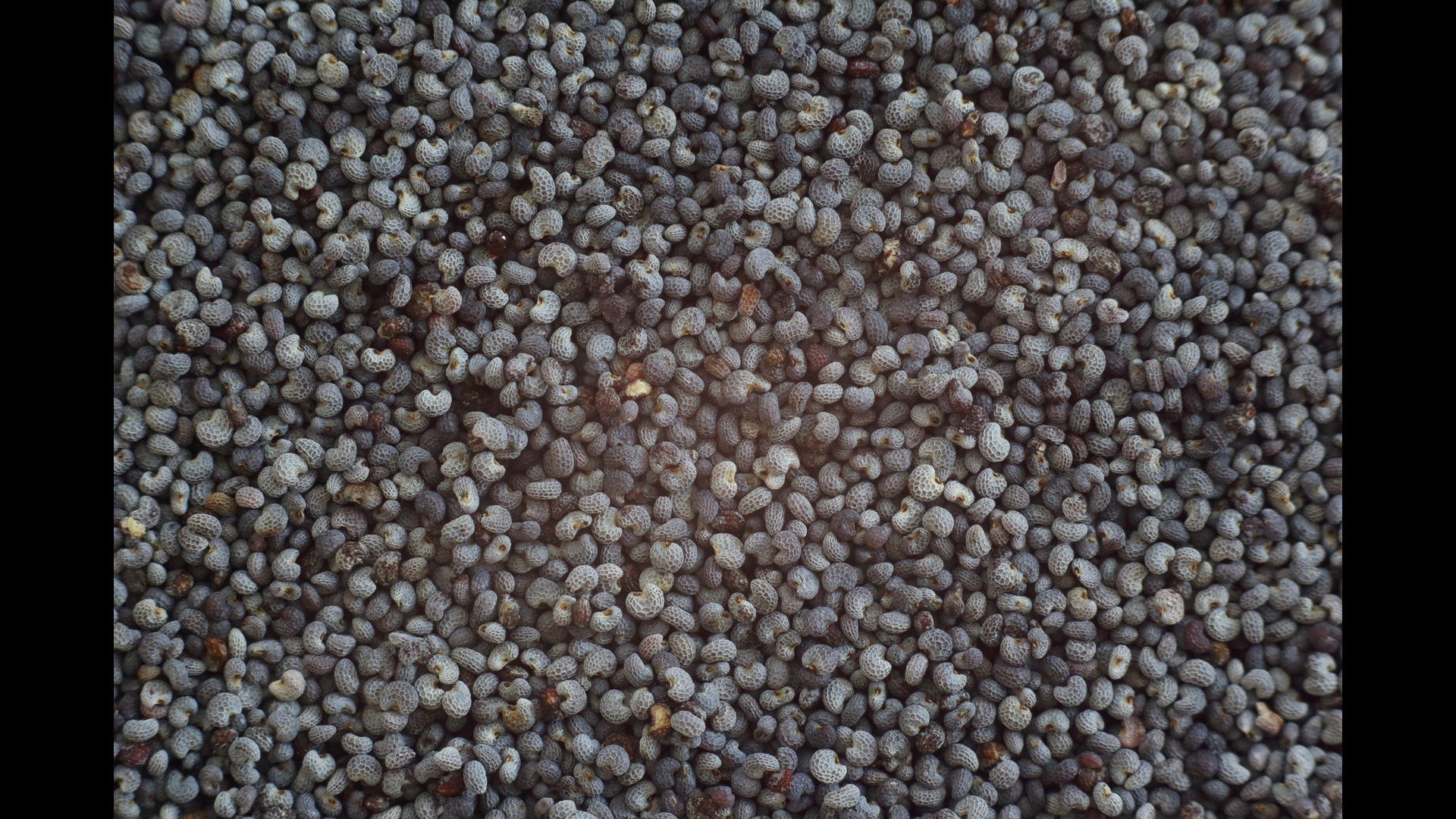 Matter Of Life & Death: Unwashed Vs. Washed Poppy Seeds | wfmynews2.com