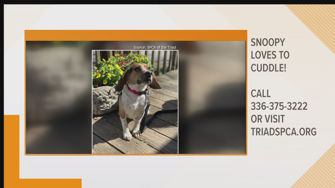2 the Rescue: Meet Snoopy! | wfmynews2.com
