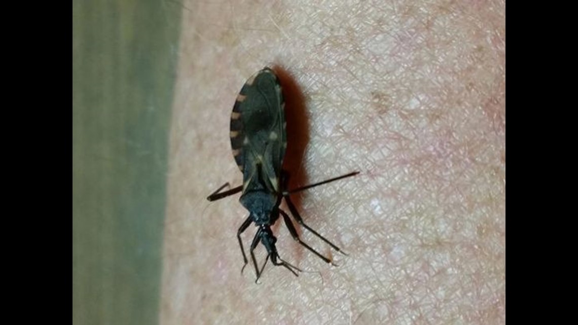 Deadly 'Kissing Bug' Disease Continues To Spread | wfmynews2.com