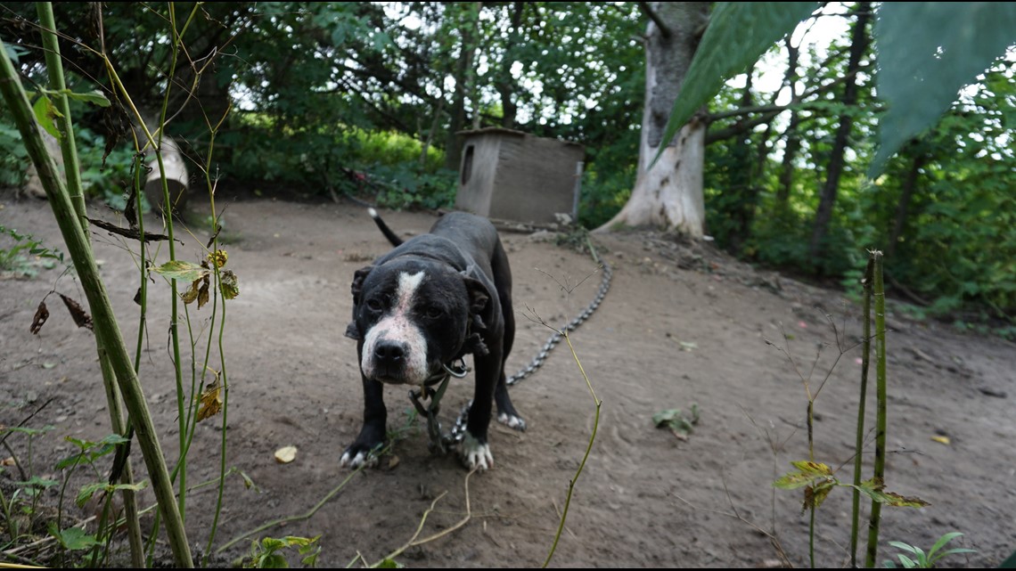 1,300 Animals, Meth Seized in Western Wisconsin Raid | wfmynews2.com