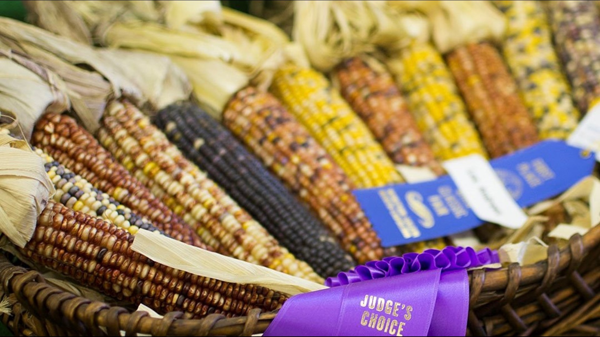 PHOTOS | The Food At The Dixie Classic Fair | wfmynews2.com