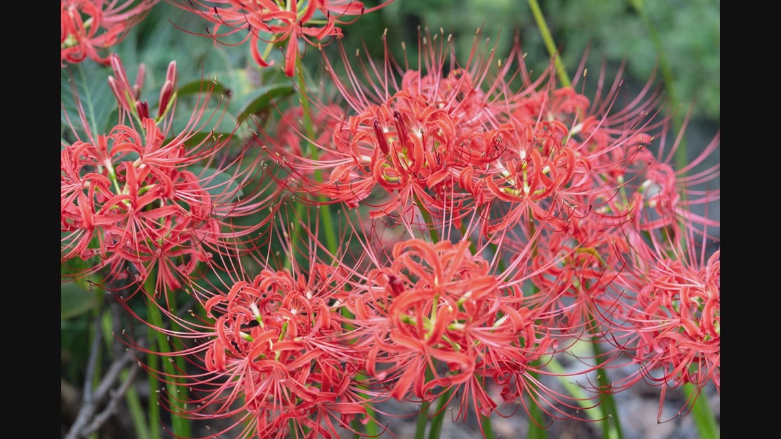 Verify: Hurricane Lilies Are Not From Hurricanes | wfmynews2.com