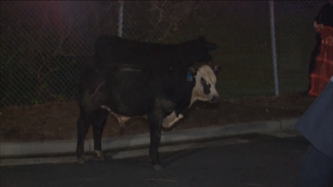 Cows Roam the Road After Livestock Tractor-Trailer Flips on I-285 in Ga ...