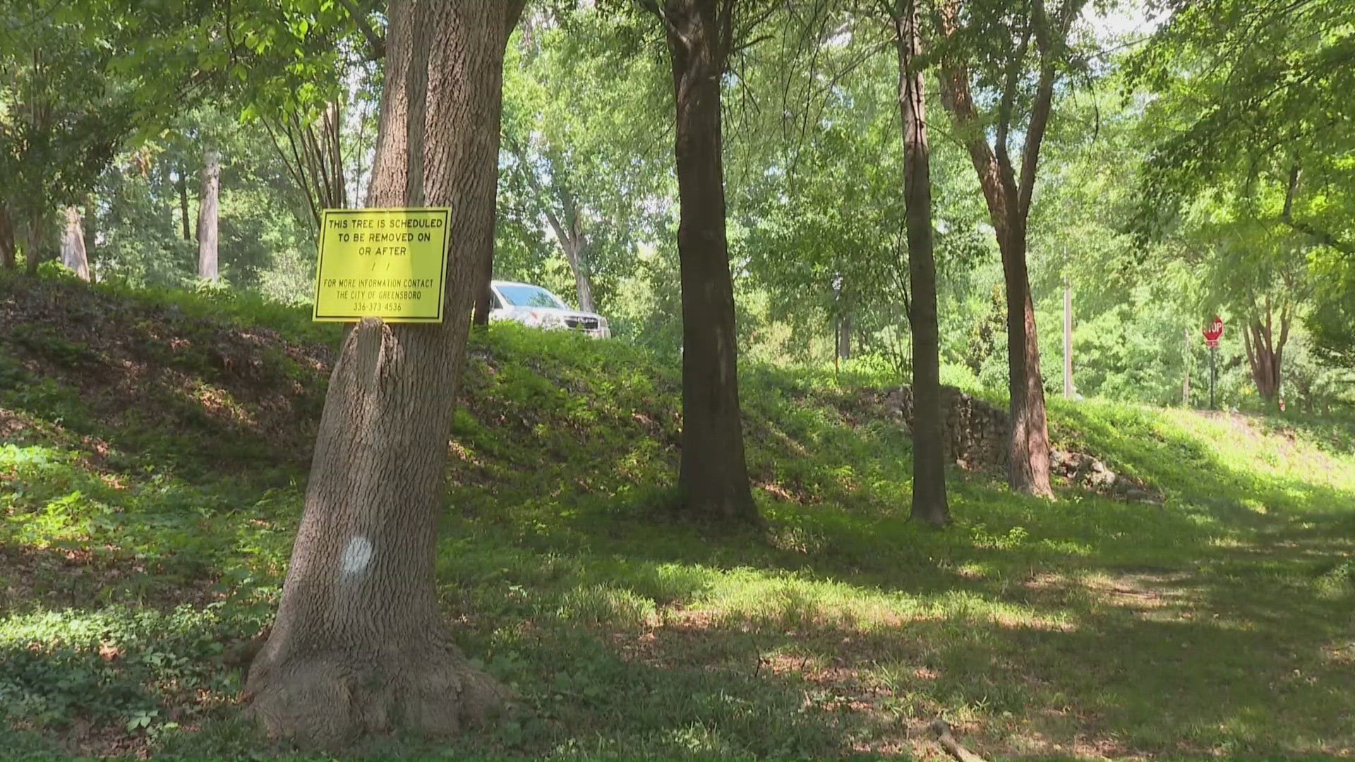 Fisher Park Gathering Space project sparks debate over trees, historic ...