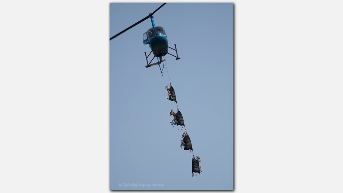 PHOTOS | Helicopter Crews Round Up Herd Of Wild Sheep In Nebraska ...