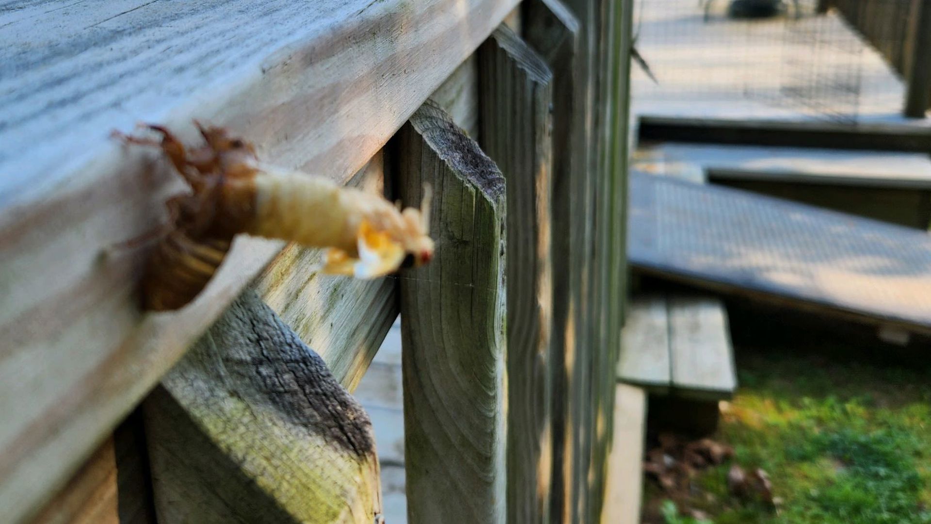 The cicada invasion isn't over yet. The next phase is strange ...