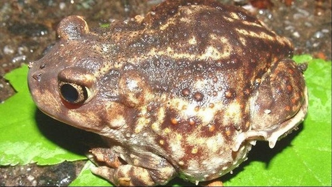 NC's Gone To The Frogs | Frog, Toad Population Explodes After Florence ...