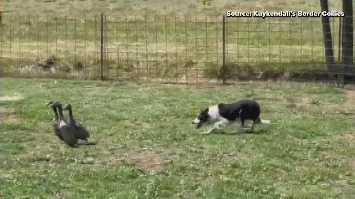 Triad border collies protect military runways | wfmynews2.com