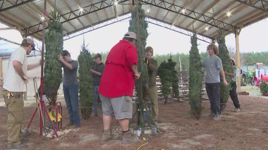 Triad Christmas tree farms say supply is strong this year, even after ...