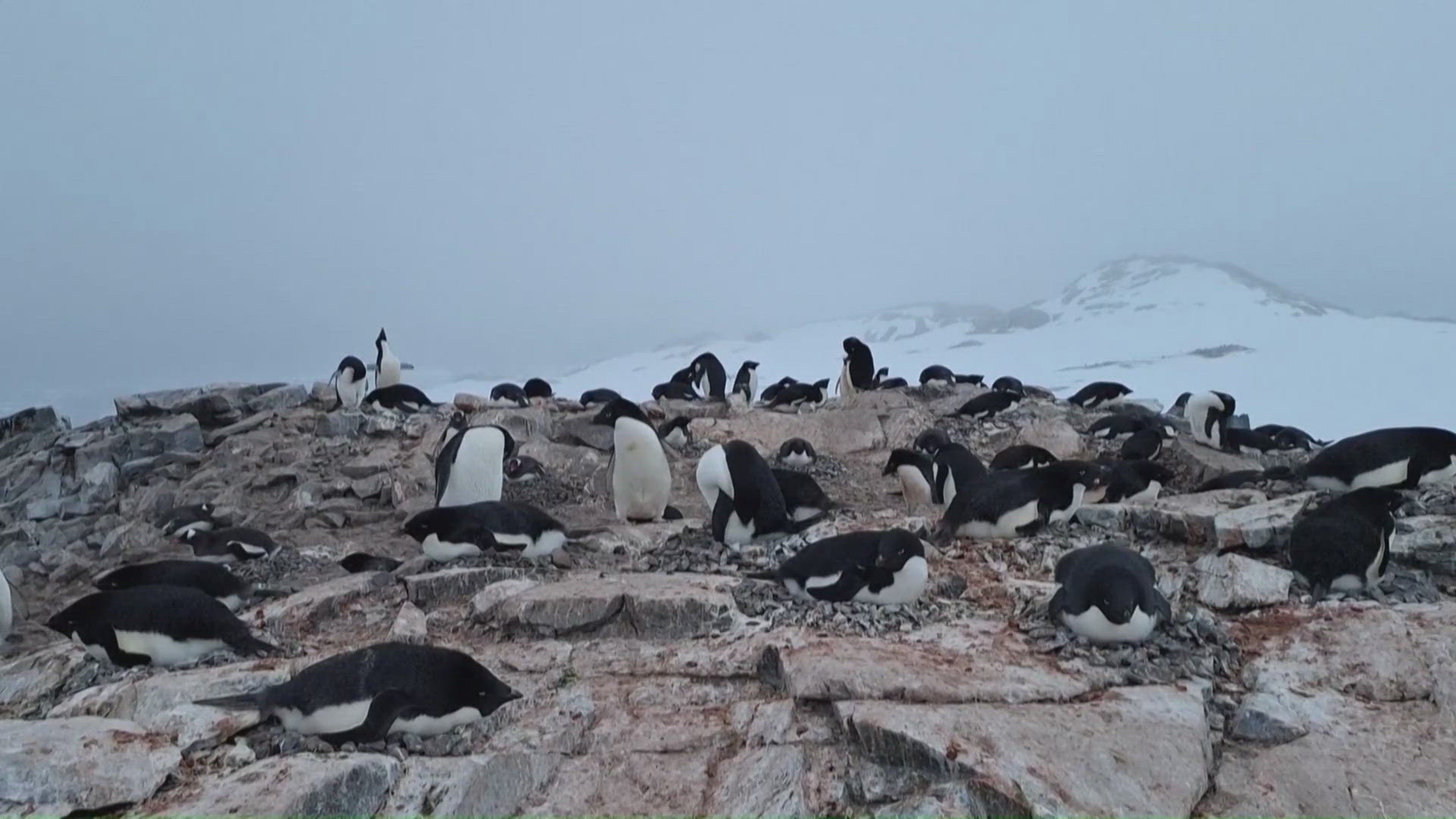 Climate change impacting when penguins mate | wfmynews2.com