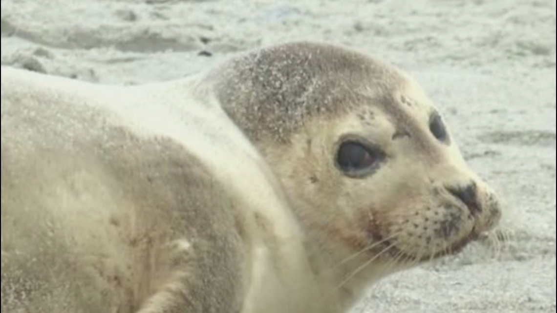 Animal Comes On Shore At Myrtle Beach, Gets 'Seal Of Approval' From ...
