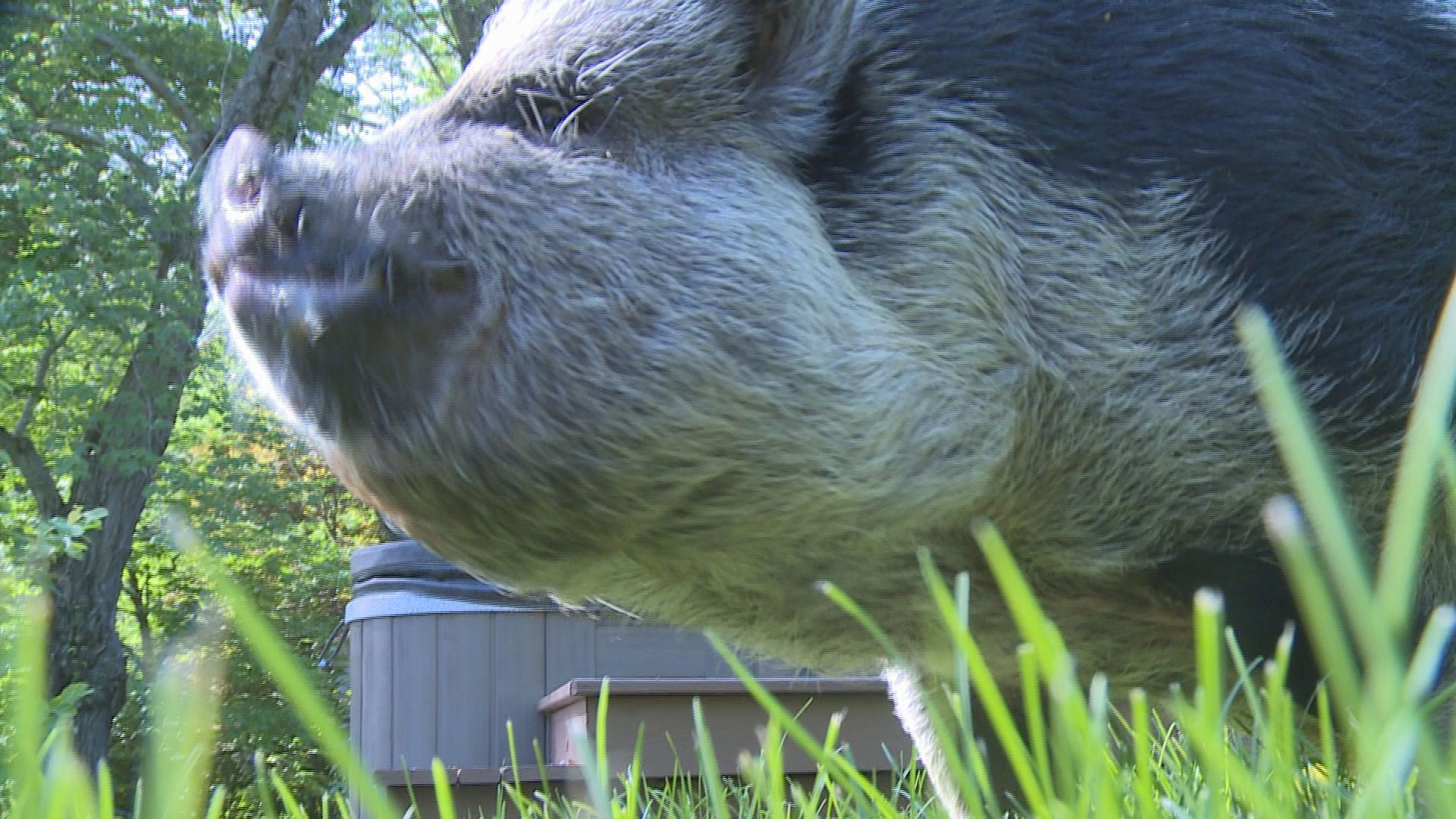 Oink! Oink! 'Hamilton The Pig' Has A Winning Reputation Bringing Good ...