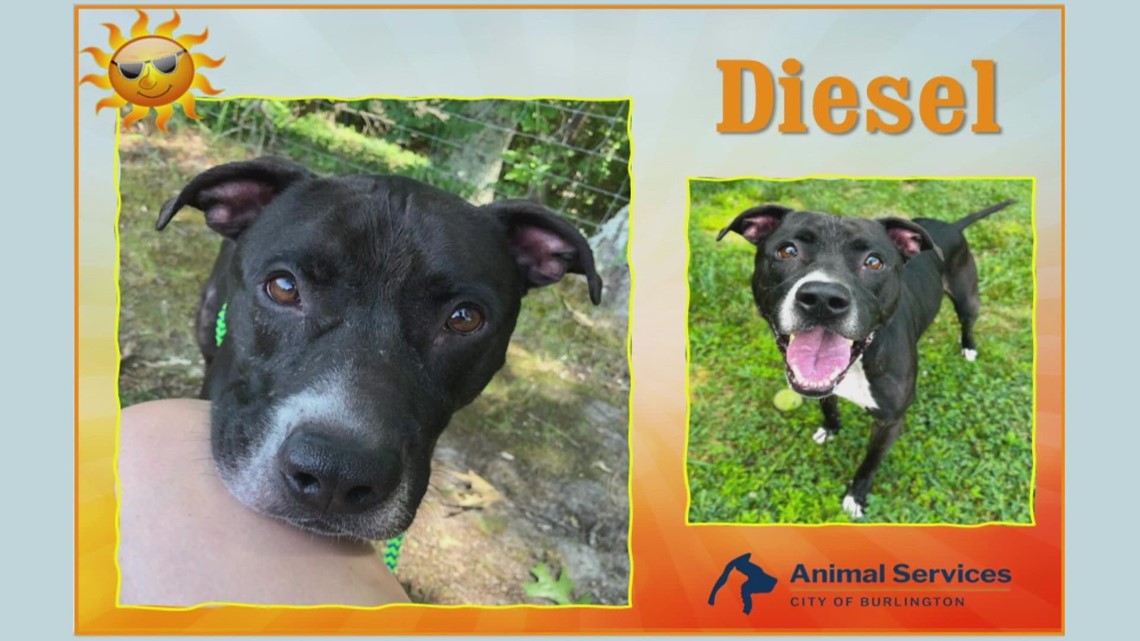 2 the Rescue: Meet Diesel | wfmynews2.com