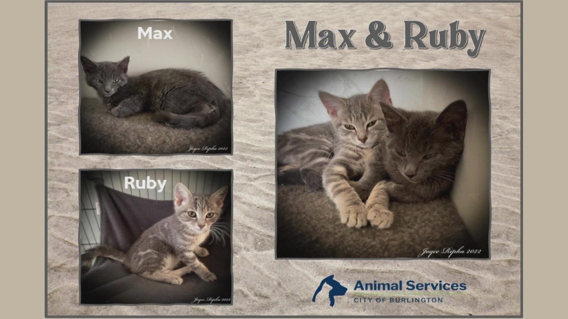 2 The Rescue: Max and Ruby | wfmynews2.com