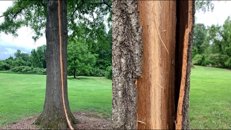 Yes, Lightning Can Strip A Tree Of All Its Bark And That’s Not All ...