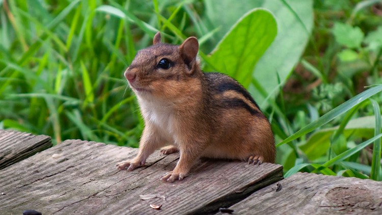 Have you seen a chipmunk? NC biologists want to know | wfmynews2.com