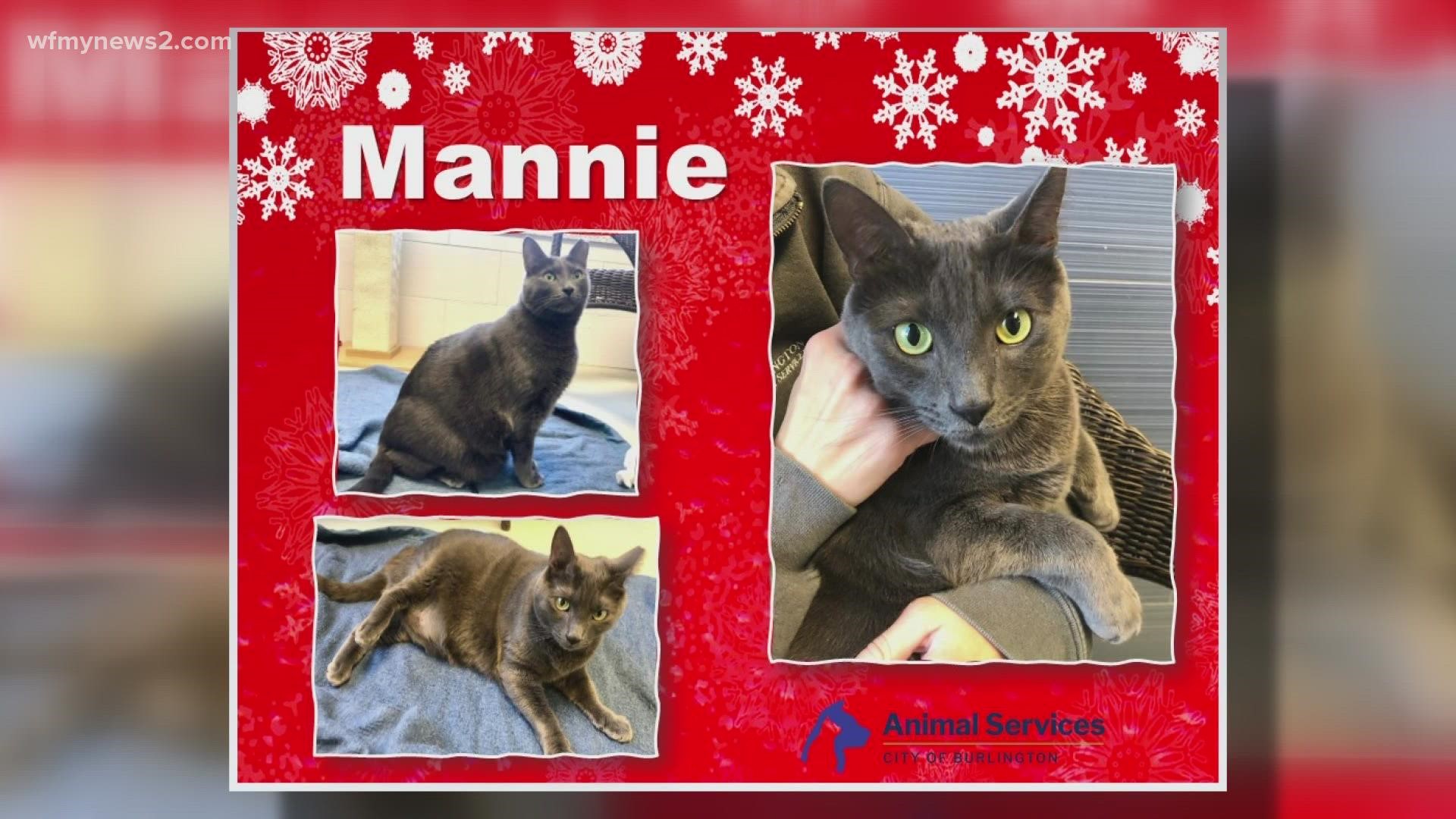 2 The Rescue Pet: Meet Mannie | wfmynews2.com