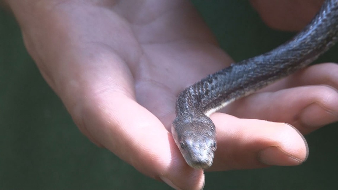 Seeing snakes are normal this time of year | wfmynews2.com