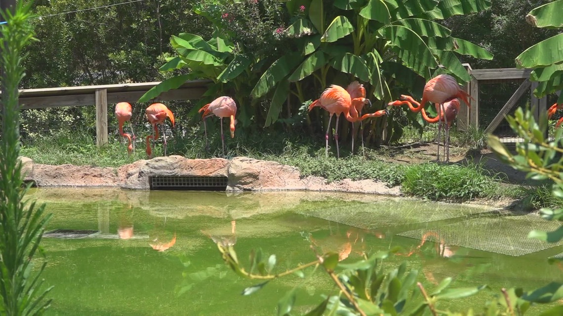 Animals work to beat the heat at the Greensboro Science Center ...