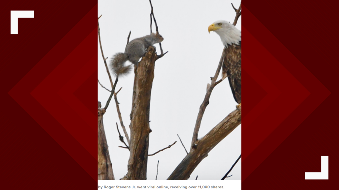 Epic: Photo Captures Standoff Between Bald Eagle and Squirrel ...