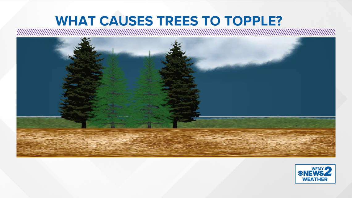 Why do trees topple over in storms? | wfmynews2.com