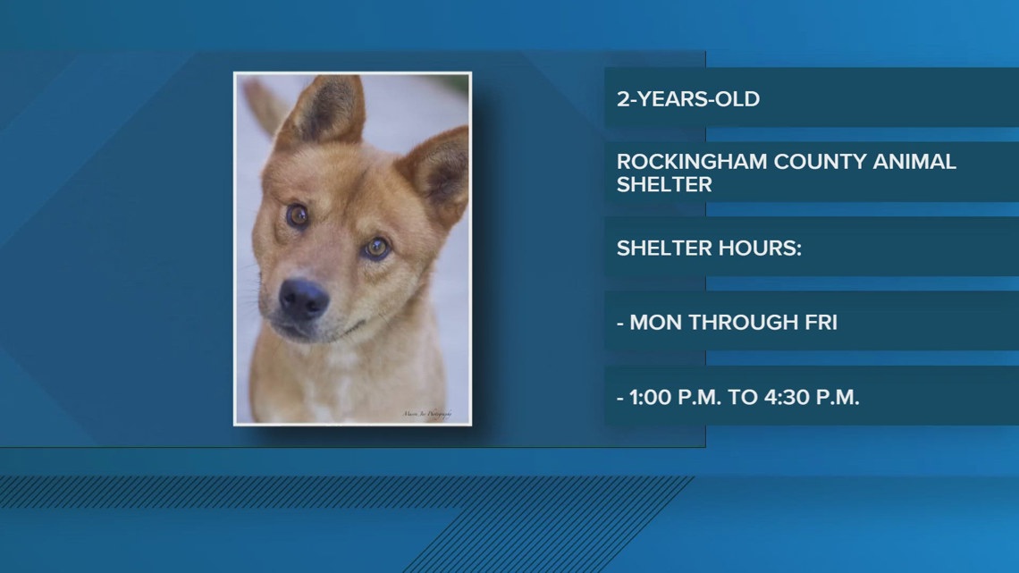 2 The Rescue: Meet Diesel | wfmynews2.com