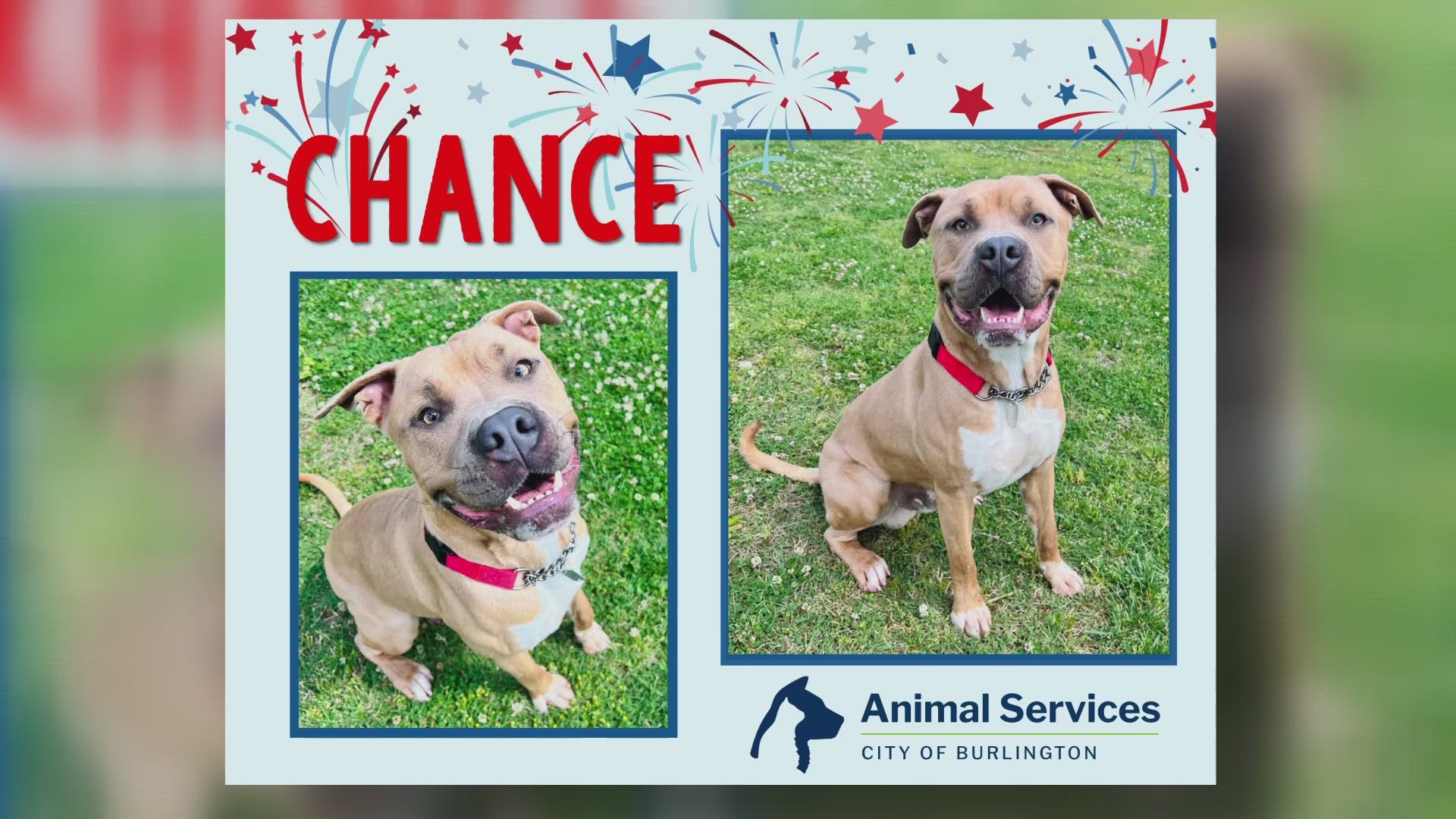 2 The Rescue: Meet Chance | wfmynews2.com