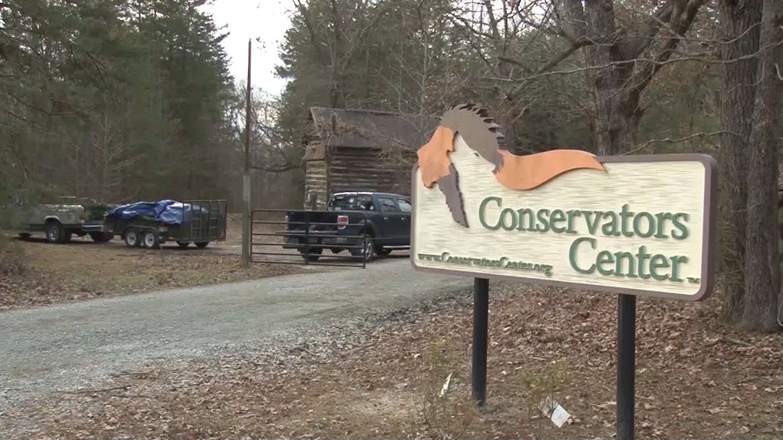 8 Bullets, 3 Tranquilizer Darts Used to Take Down Lion After Attack at ...