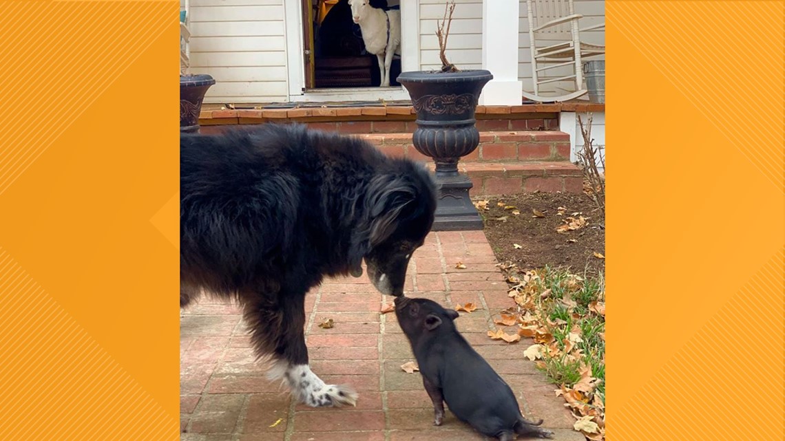 Pig with deformed legs gets second chance on Refuge Farm in NC ...