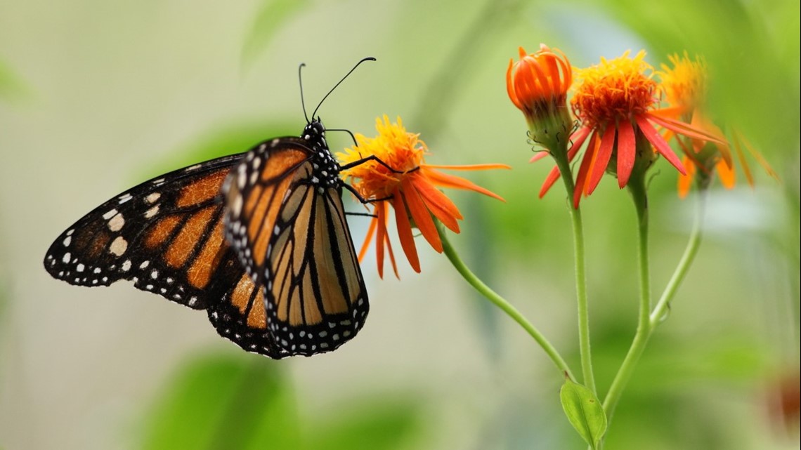 NC Zoo's Kaleidoscope Butterfly Garden Opens | wfmynews2.com