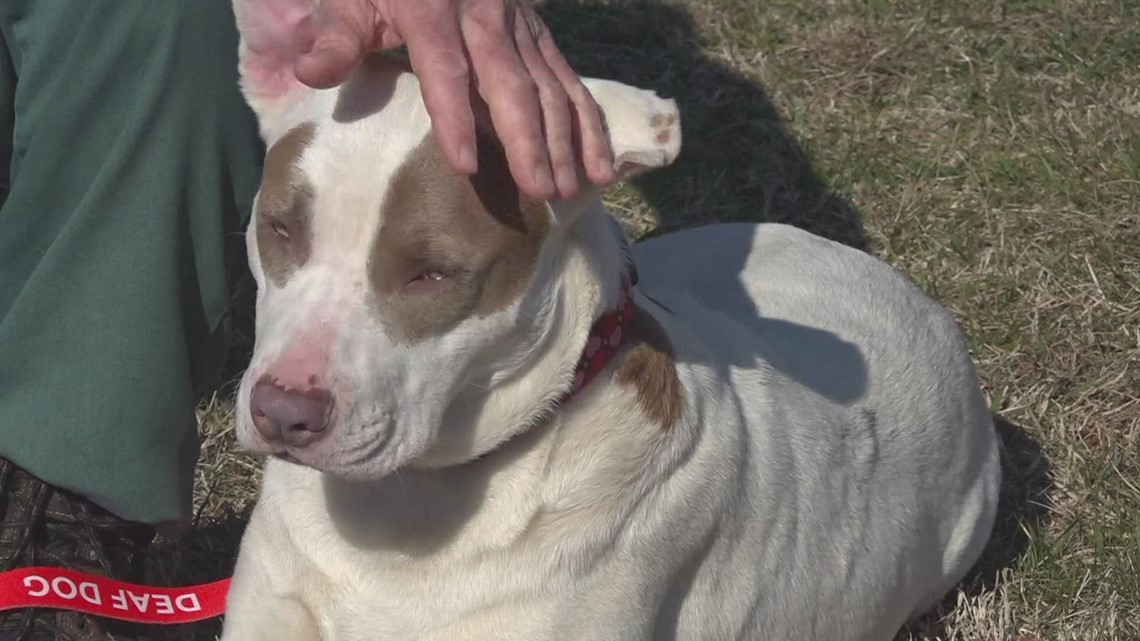 Prison dog-training program gives deaf dog second chance | wfmynews2.com