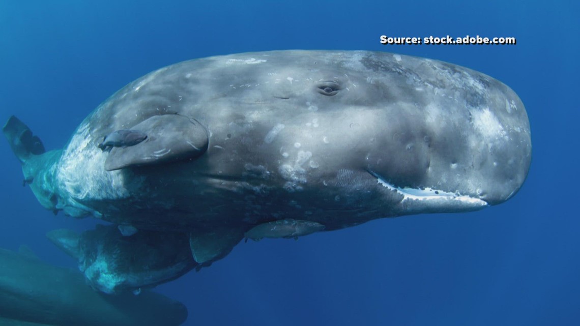 Little Known Animal Facts Wfmynews2 little-known-animal-facts-wfmynews2
