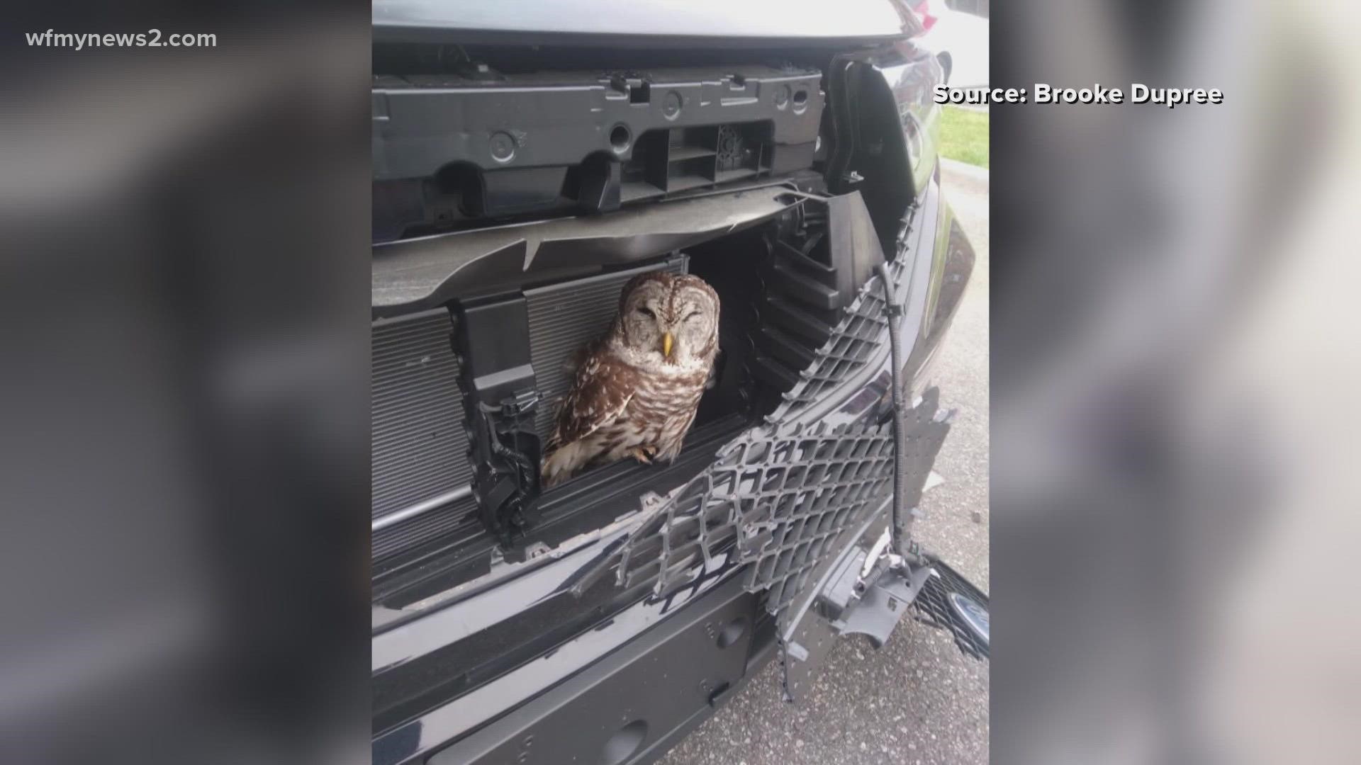 Neighbors save owl from Greensboro police patrol car | wfmynews2.com