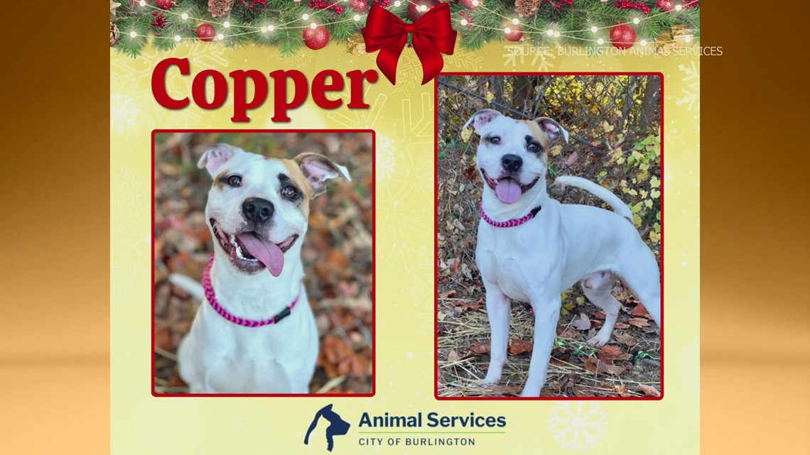 2 The Rescue: Meet Cooper! | wfmynews2.com