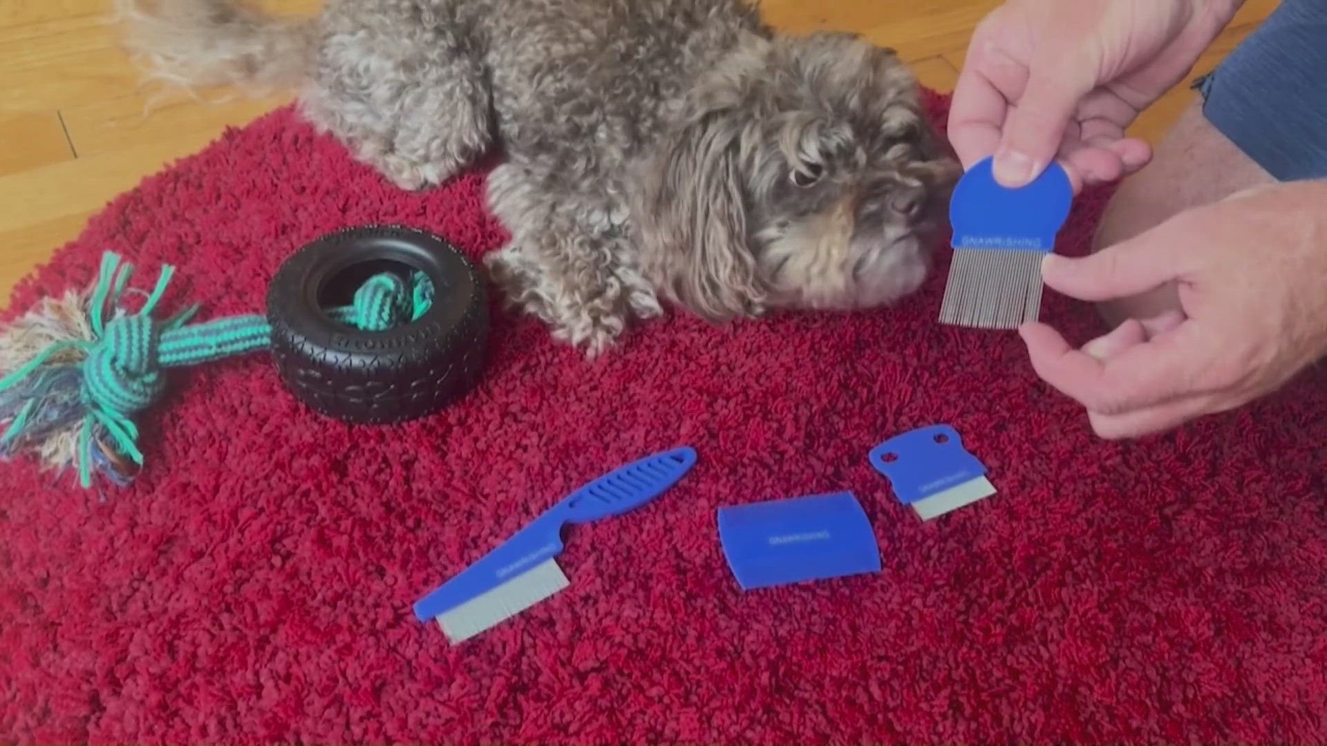 Got fleas? How to keep them off your pet & out of your house ...