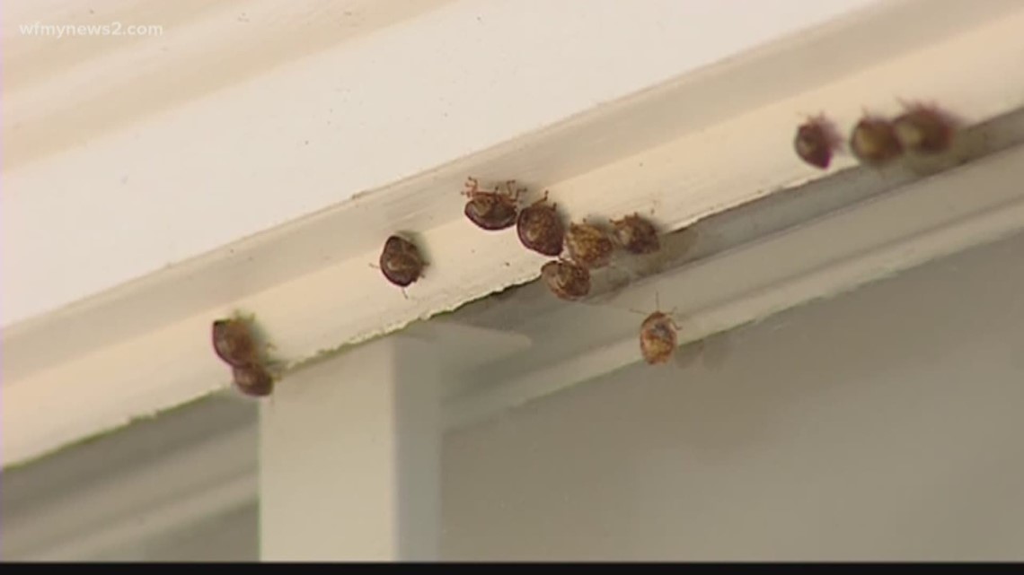 Warm winter means more bugs, how to protect your home from pests ...
