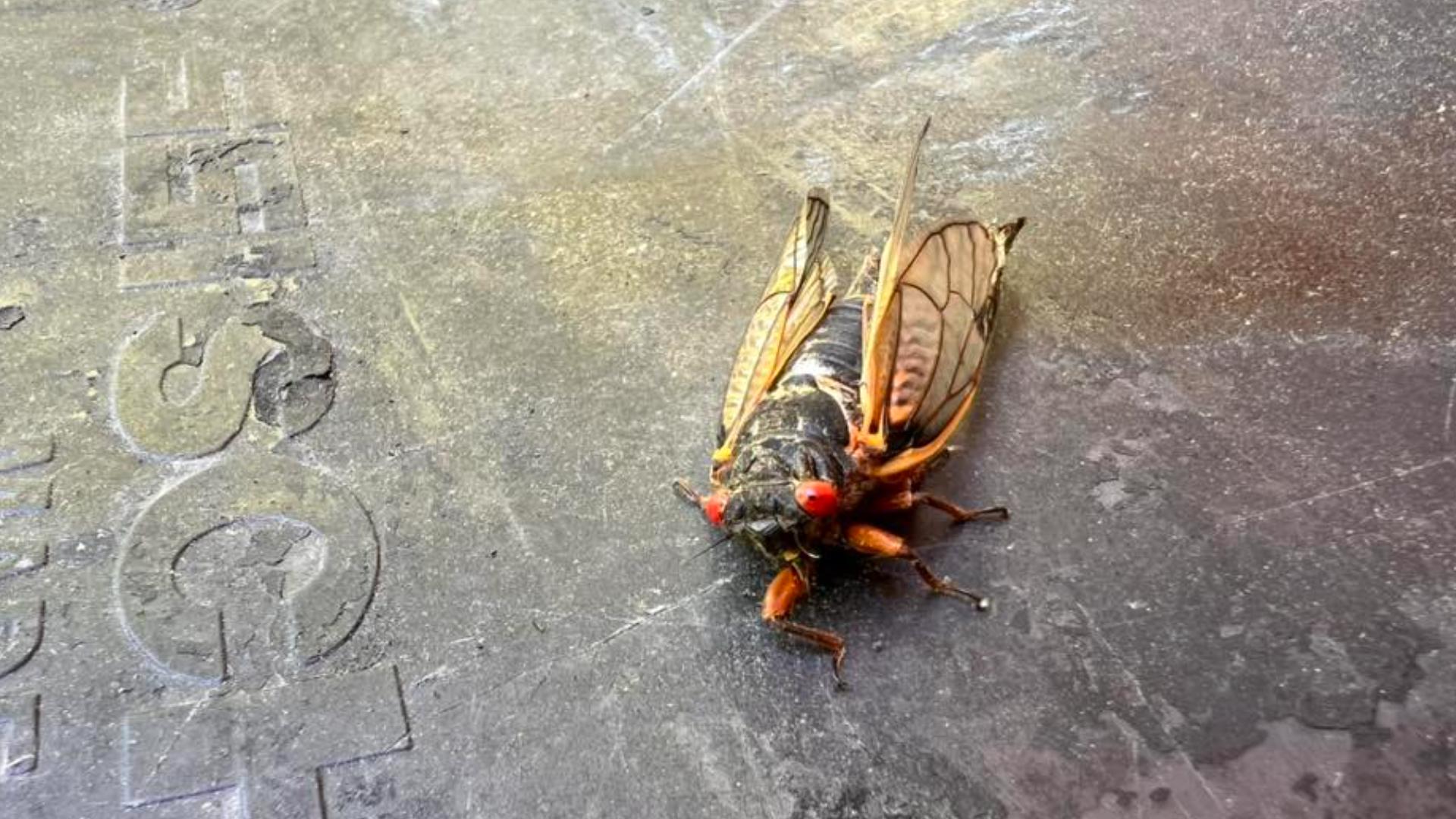 Cicadas emerging in North Carolina unexpectedly | wfmynews2.com