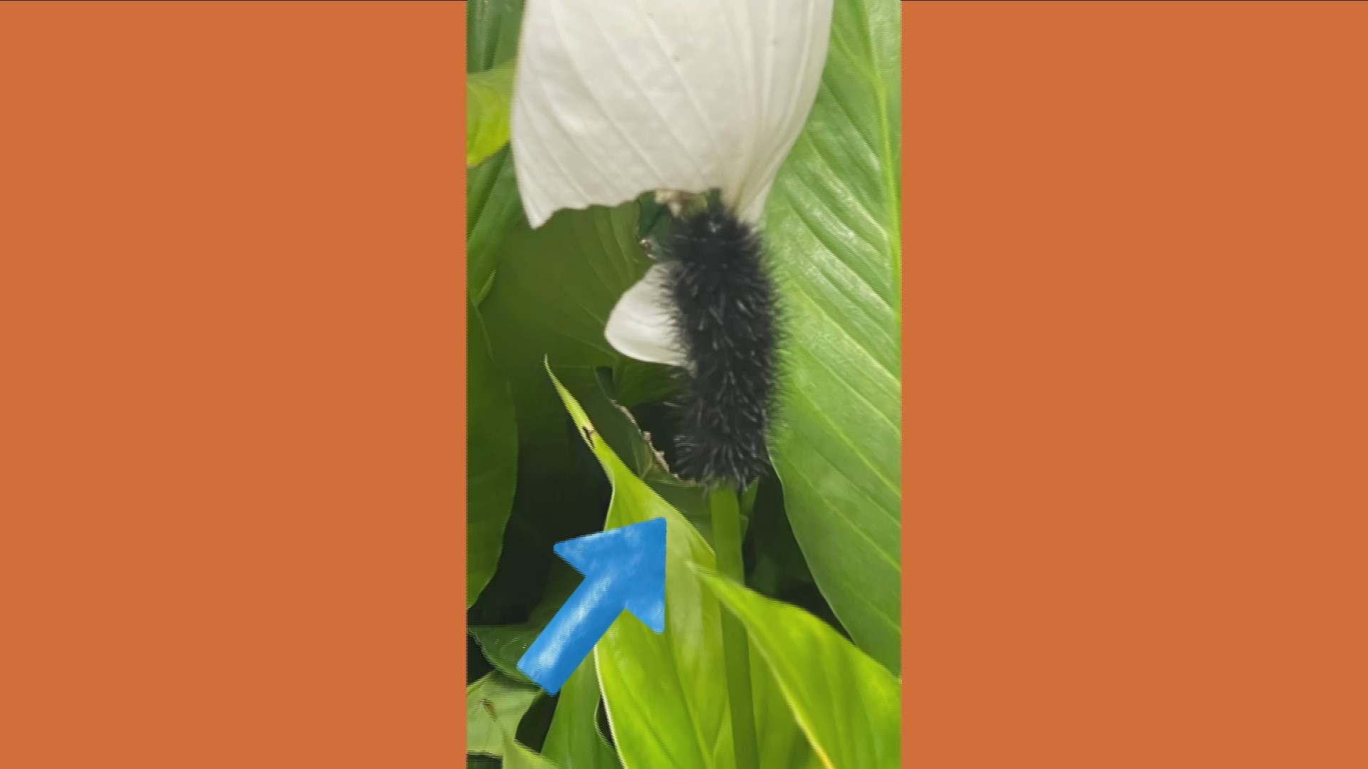 Woolly worms & persimmons both predict harsh winter, but... | wfmynews2.com