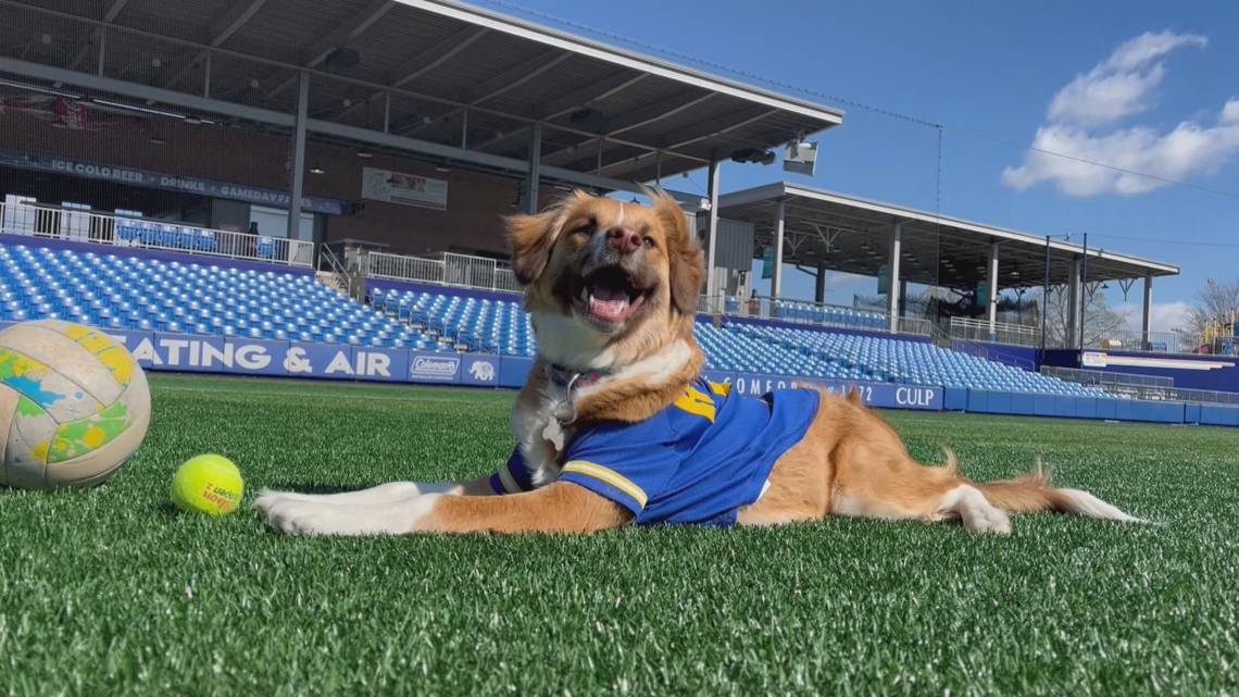 From Hurricane survivor to High Point Rockers' MVP: Meet Ruby the ...