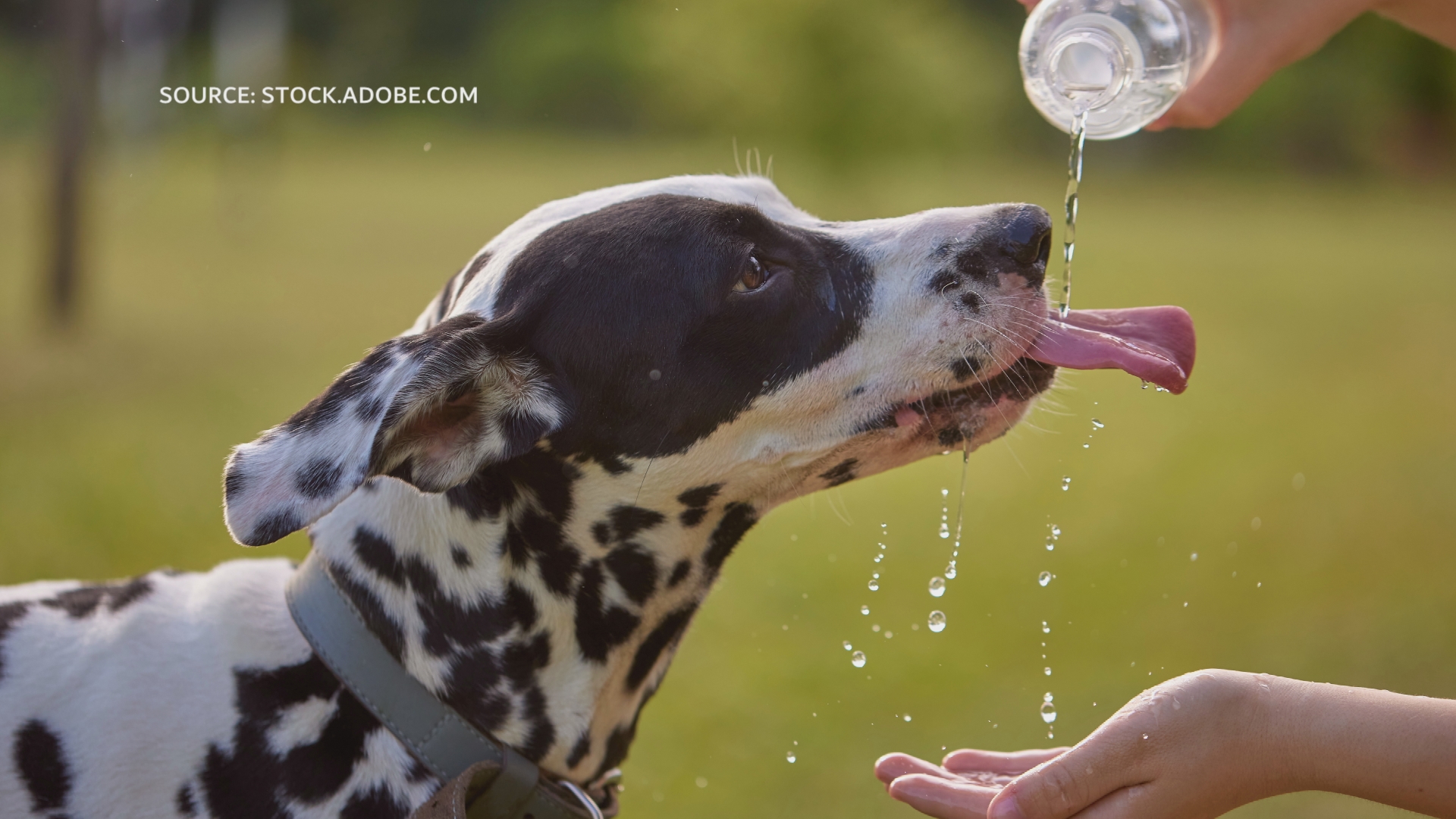 2 Wants to Know: How long is too long for your pets to be outside in ...