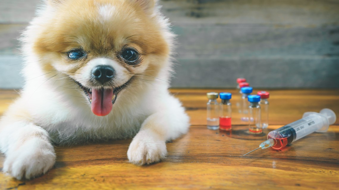 Dog flu: warning signs, canine influenza shots & protecting pets ...
