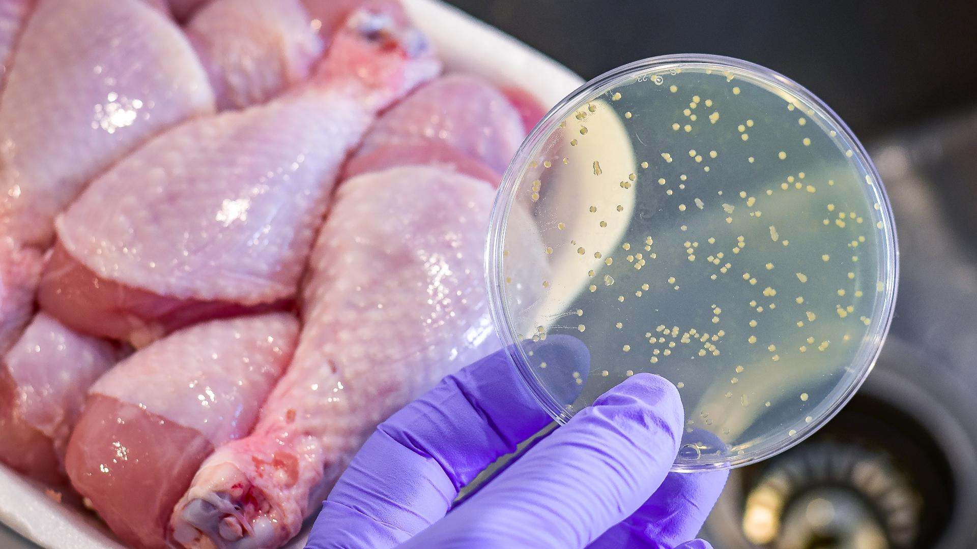 How to keep Salmonella off your plate this summer | wfmynews2.com