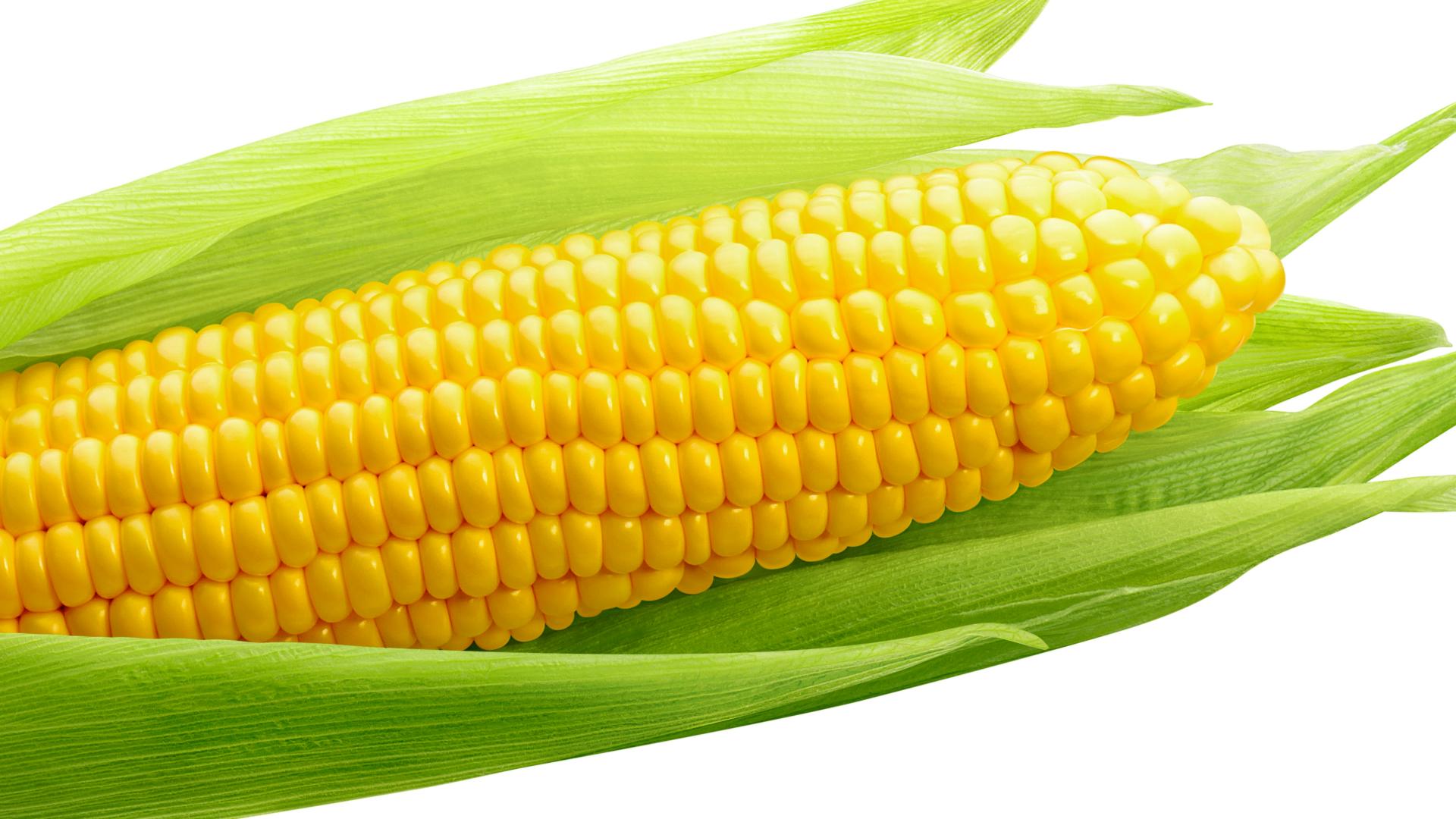 It’s corn! Here’s how much North Carolina loves corn | wfmynews2.com