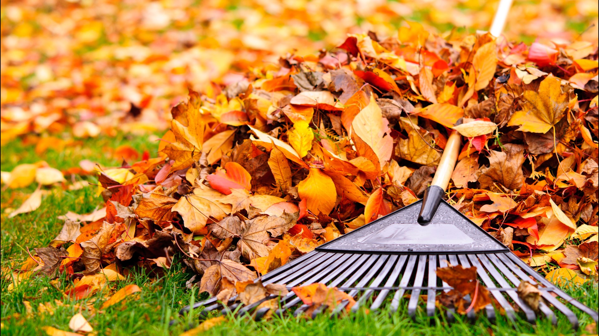 Farmers Almanac Releases 2023 Fall Outlook For North Carolina
