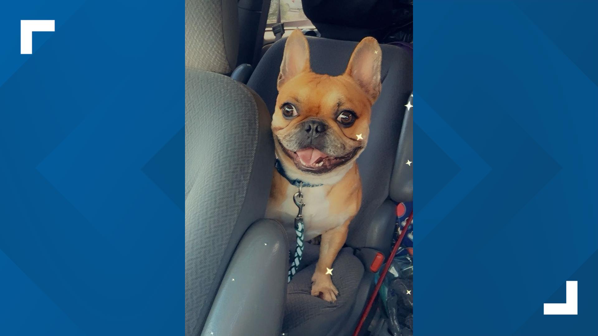 Rockingham County: Stolen French bulldog found safe | wfmynews2.com