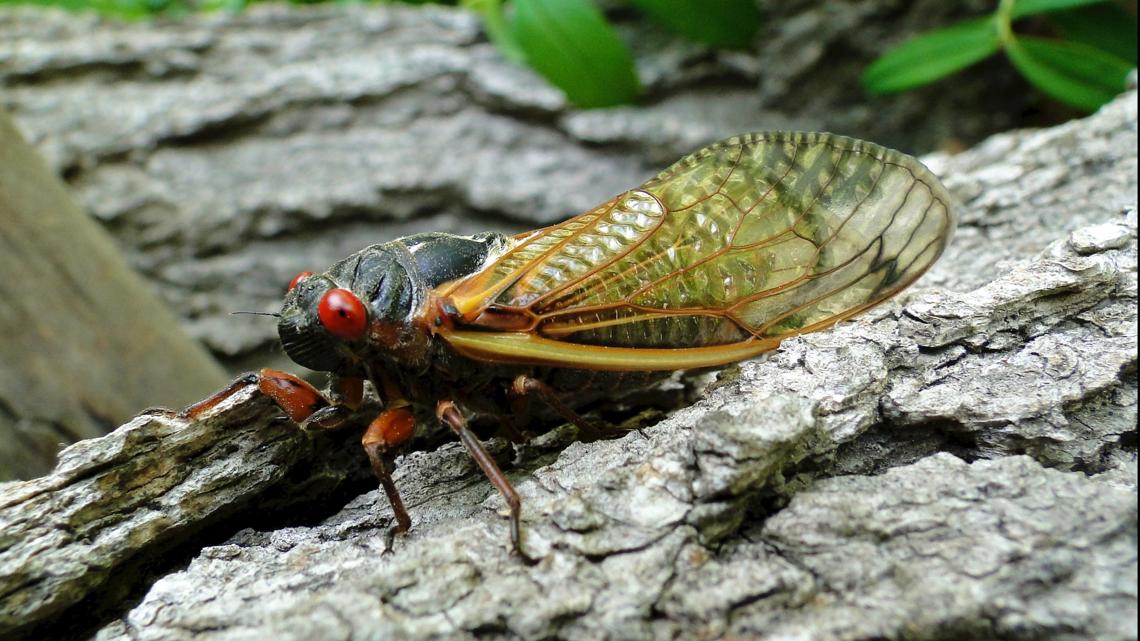 When will the cicadas emerge? | wfmynews2.com
