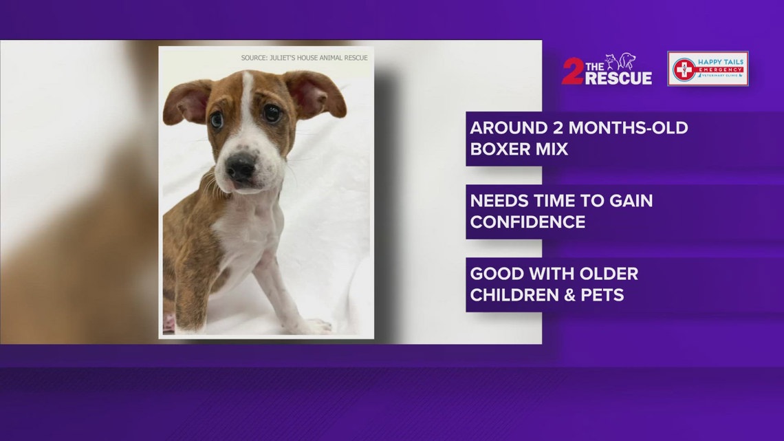 2 The Rescue: Meet Patrick | wfmynews2.com