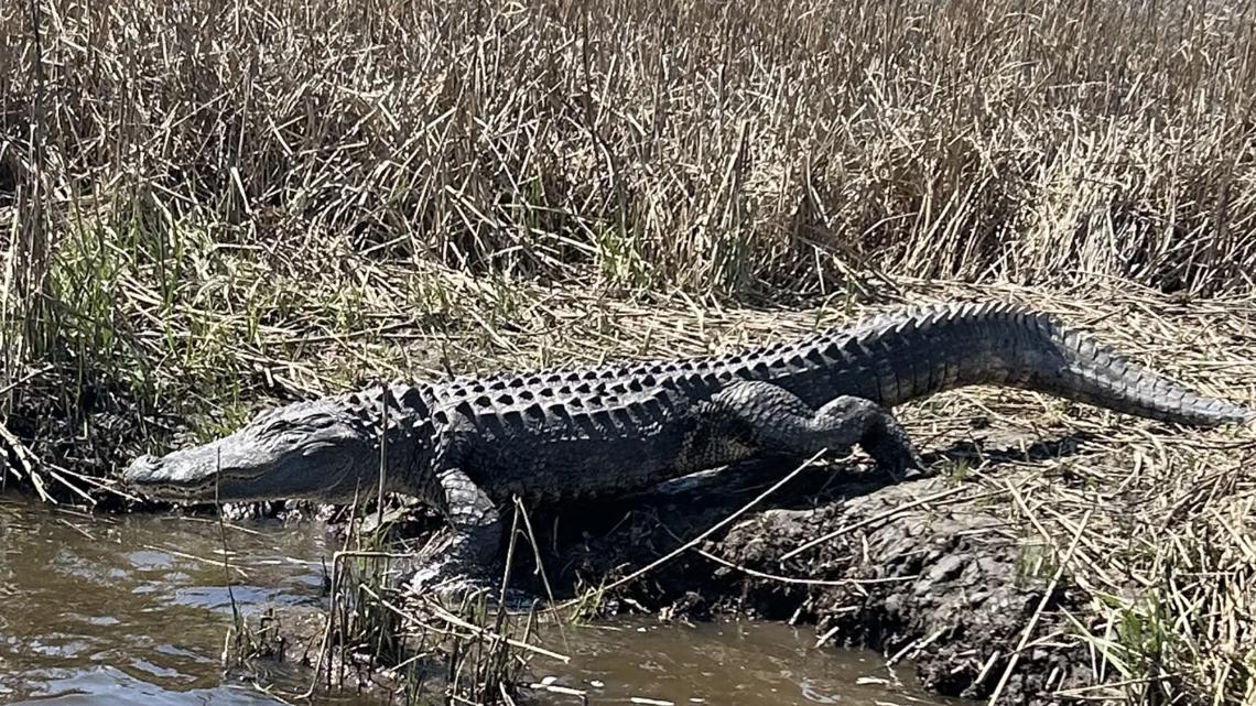 North Carolina alligators get active with warmer spring weather ...